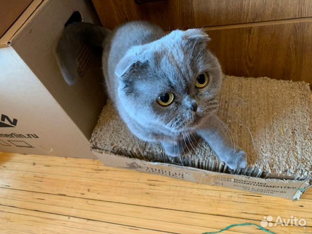 Британская короткошерстная кошка