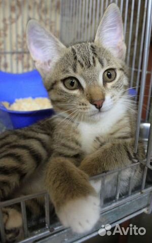 Милые киски