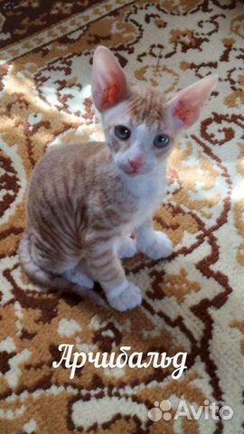 Донской сфинкс котята