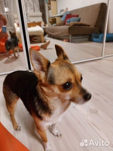 Найден той-терьер девочка