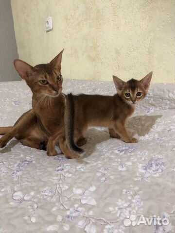 Абиссинские котята