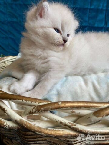 Невская маскарадная