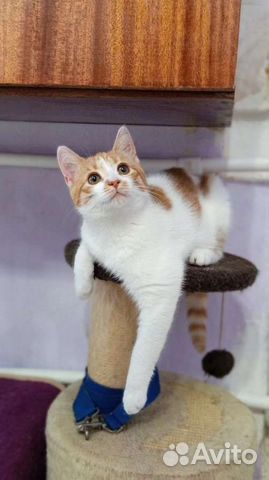 Супер котенок Лори