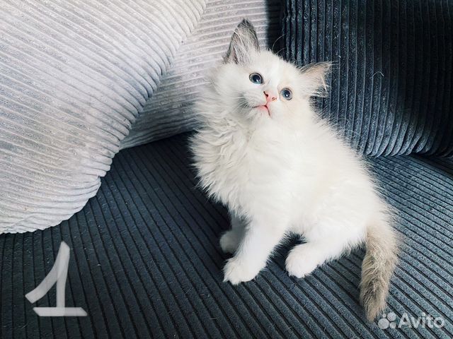 Котята Невская Маскарадная
