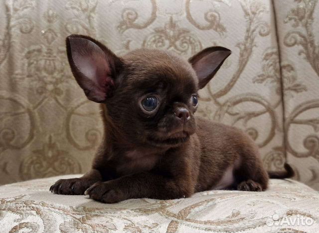 Чихуахуа super mini мальчик