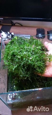 Мох крисмас