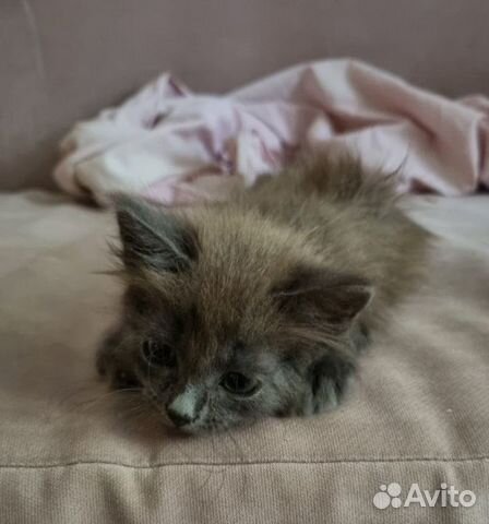 Маленький дымчато-серый котенок