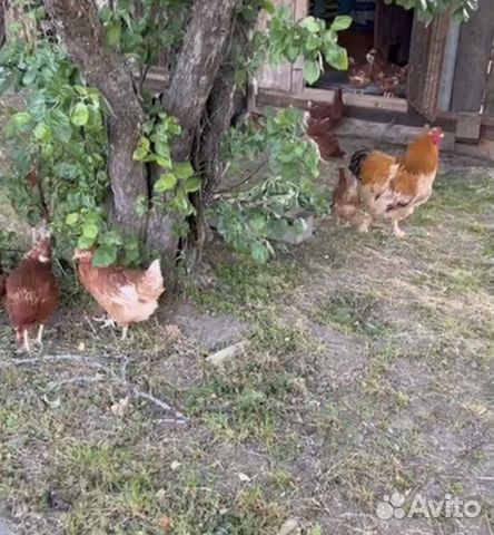 Домашние куриные яйца