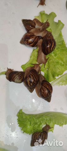 Улитки ахатины бесплатно