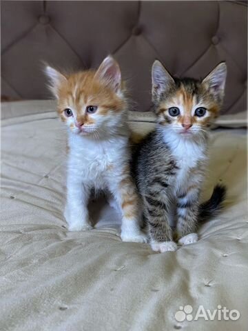 Пушистые ангелочки в добрые руки