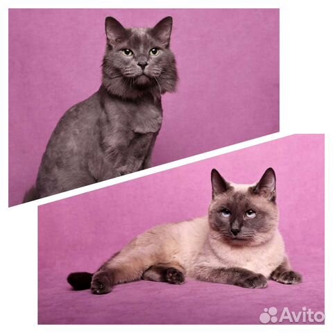 Кошка в дар