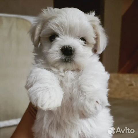 Щенок мальтийской болонки
