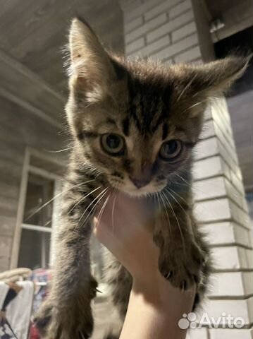 Отдам изумительных котят