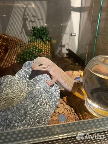 Геккон эублефар девочка