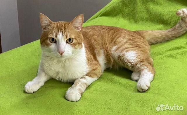 Идеальный кот Рыжик ищет лучших котородителей