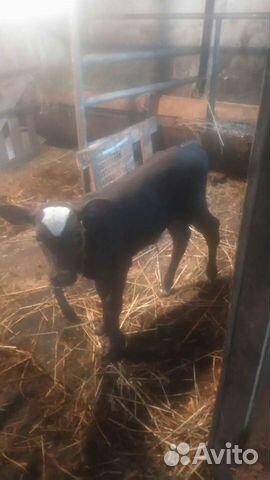 Бычок, корова