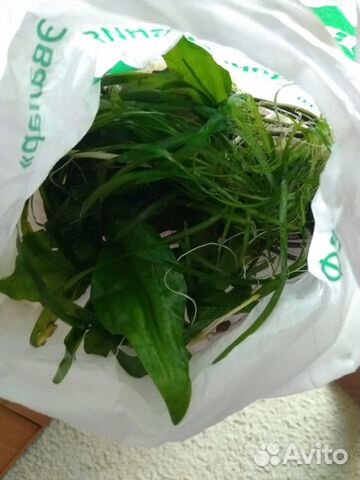 Криптокорина, валлиснерия прополка