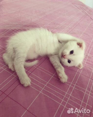 Котенок мальчик с висячими ушками в добрые руки