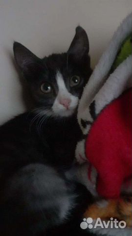 Котенок