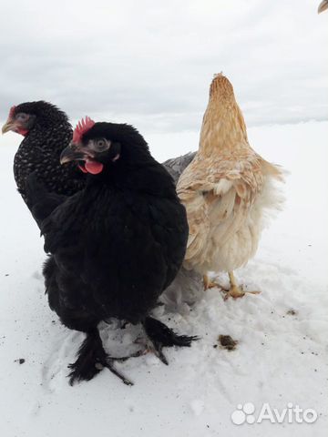 Куры Несушки