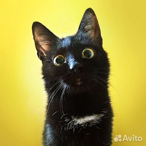 Котенок в добрые руки, 7 мес, девочка
