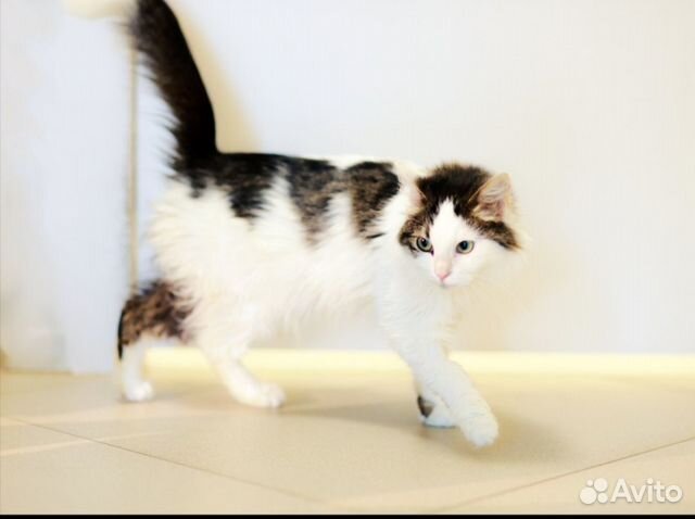 Котёнок молодая кошечка