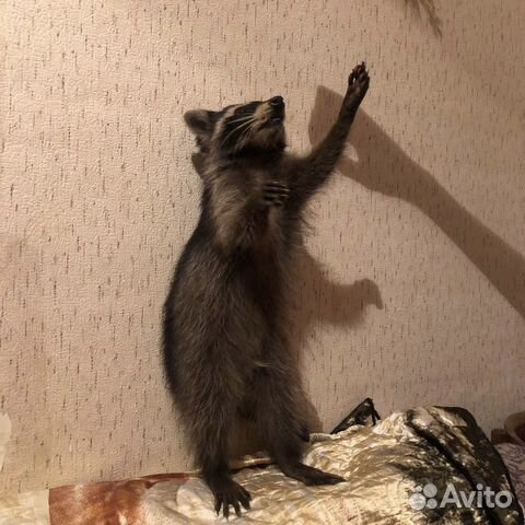 Енот