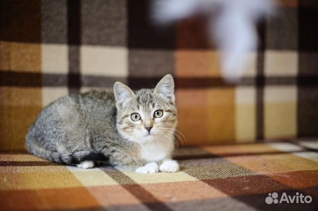 Серенький котенок,барышня ищет заботливые ручки