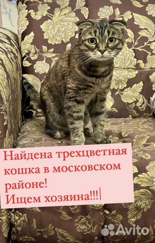 Ищем хозяина