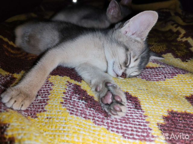 Абиссинская, котёнок 2 мес