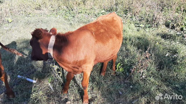 Бычёк и тёлочка