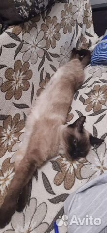 Кошка в дар