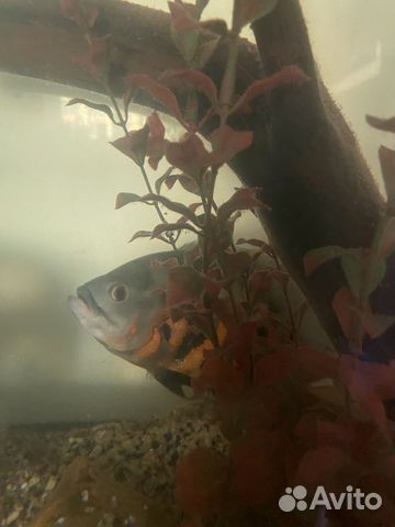 Астронотус бесплатно