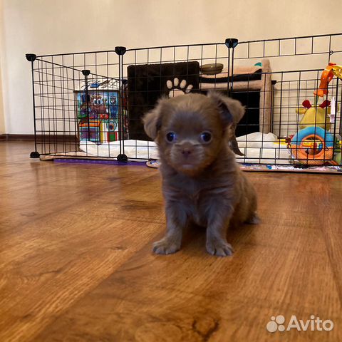 Щенки чихуахуа