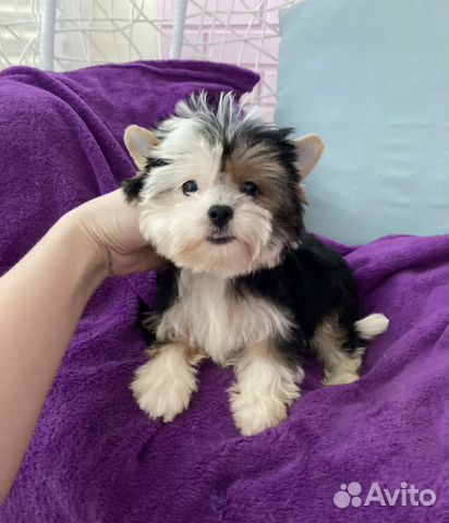 Йорк мальчик чёрный с белым бэби фейс