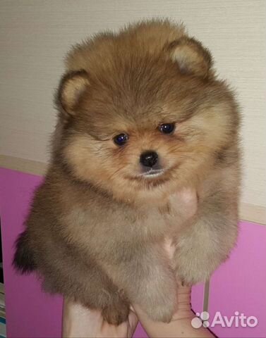 Померанский шпиц мальчик