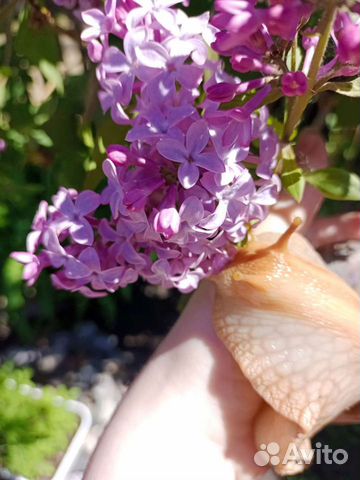 Улитка ахатины