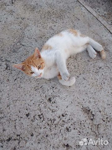 Отдаём в хорошие руки милого котенка