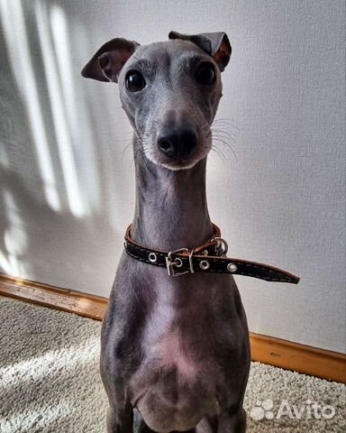 Левретка, вязка