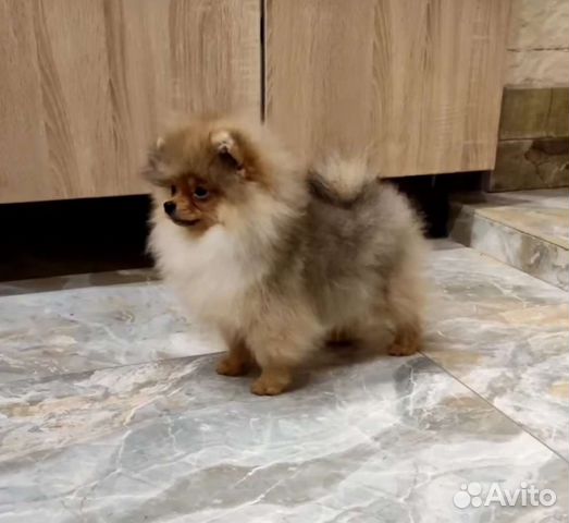 Две девочки помшпица