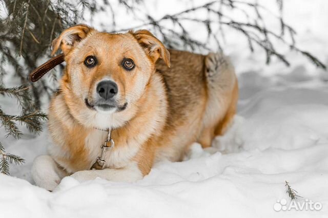 Щенки подростки