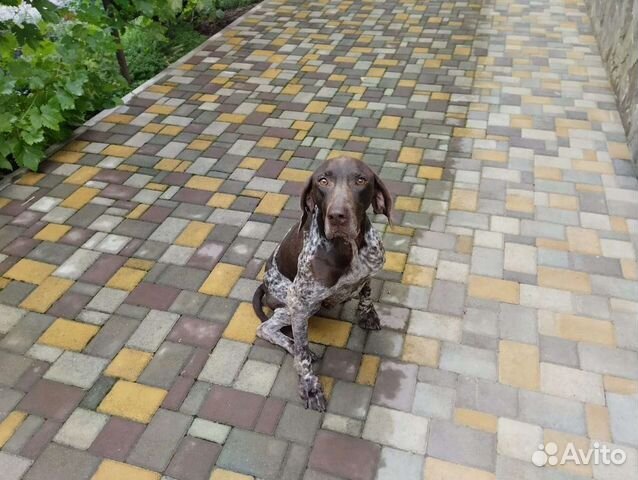 Отдам курцхаар