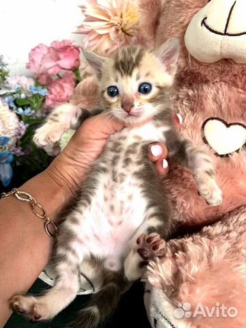 Снежный Минк (Марбл) Малыш с док