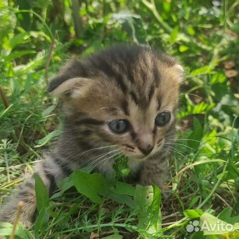 Вислоухие котятки