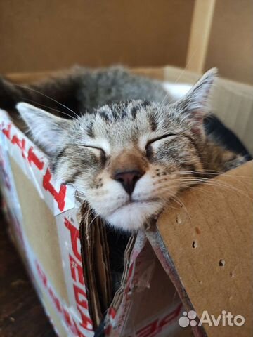 Смешная коша