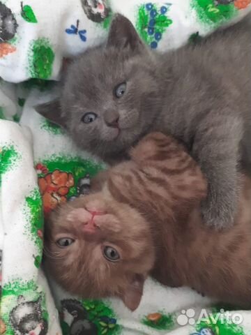 Котенок