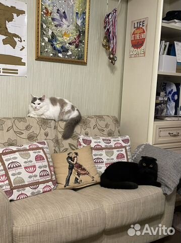 Коты в добрые руки