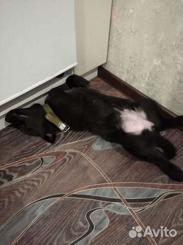 Канадская лайка