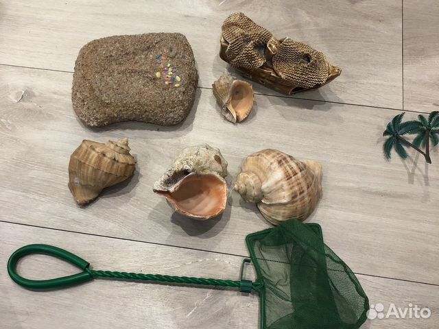 Ракушка и островок для черепахи