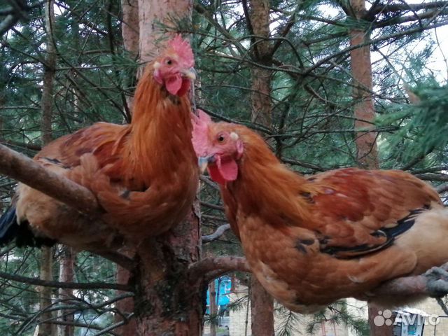 Петухи кучинские 6мес. Продам или обменяю на кур